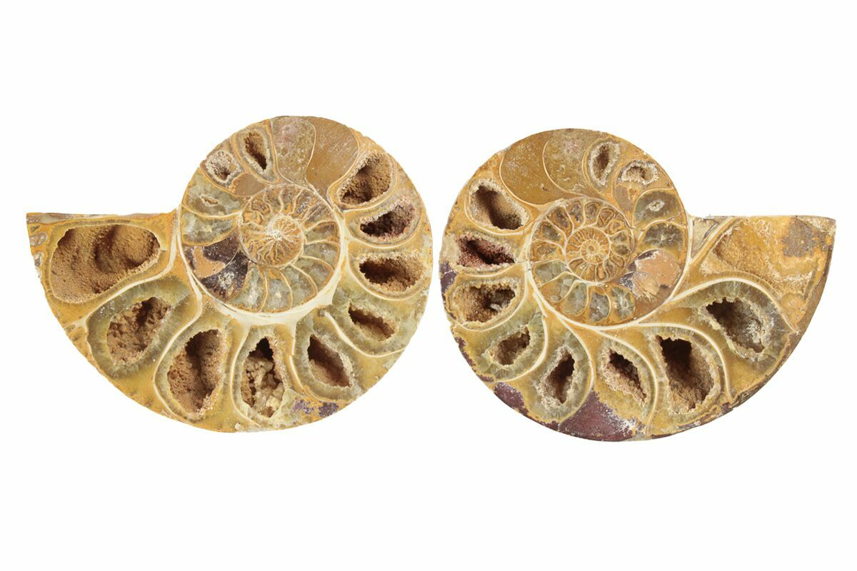2.9" Jurassic Cut & Polished Ammonite Fossil - Madagascar (#239511) For ...