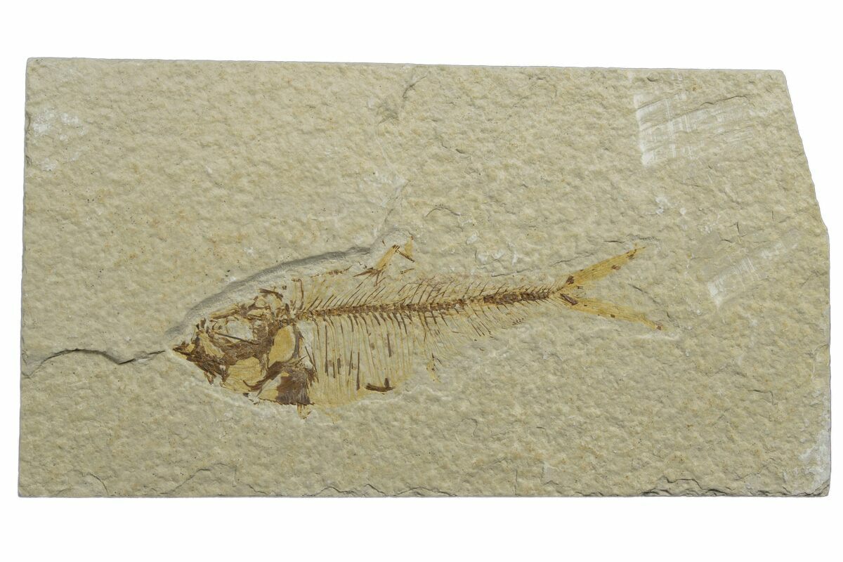 Bargain, 3.6" Fossil Fish (Diplomystus) - Wyoming (#244290) For Sale ...