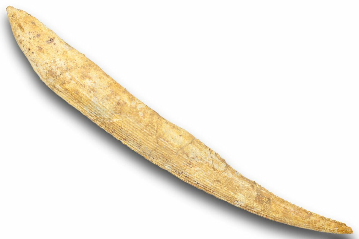 8.4" Fossil Shark (Hybodus) Dorsal Spine - Kem Kem Beds, Morocco ...