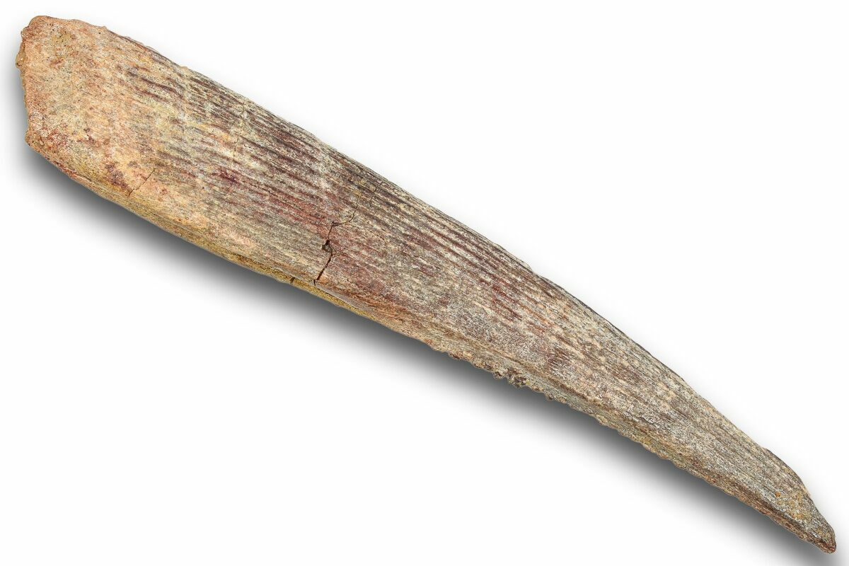 5" Fossil Shark (Hybodus) Dorsal Spine - Kem Kem Beds, Morocco (#244563 ...