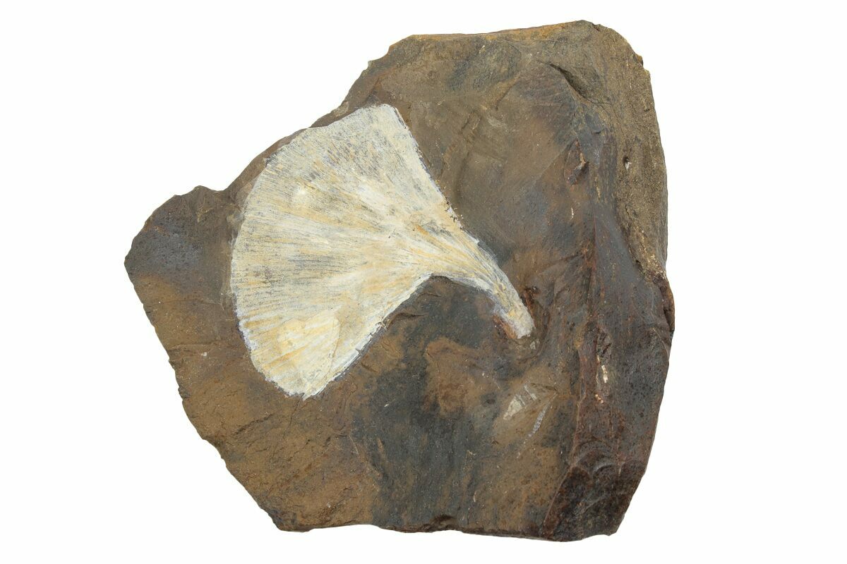 1.75" Fossil Ginkgo Leaf From North Dakota - Paleocene (#247112) For ...