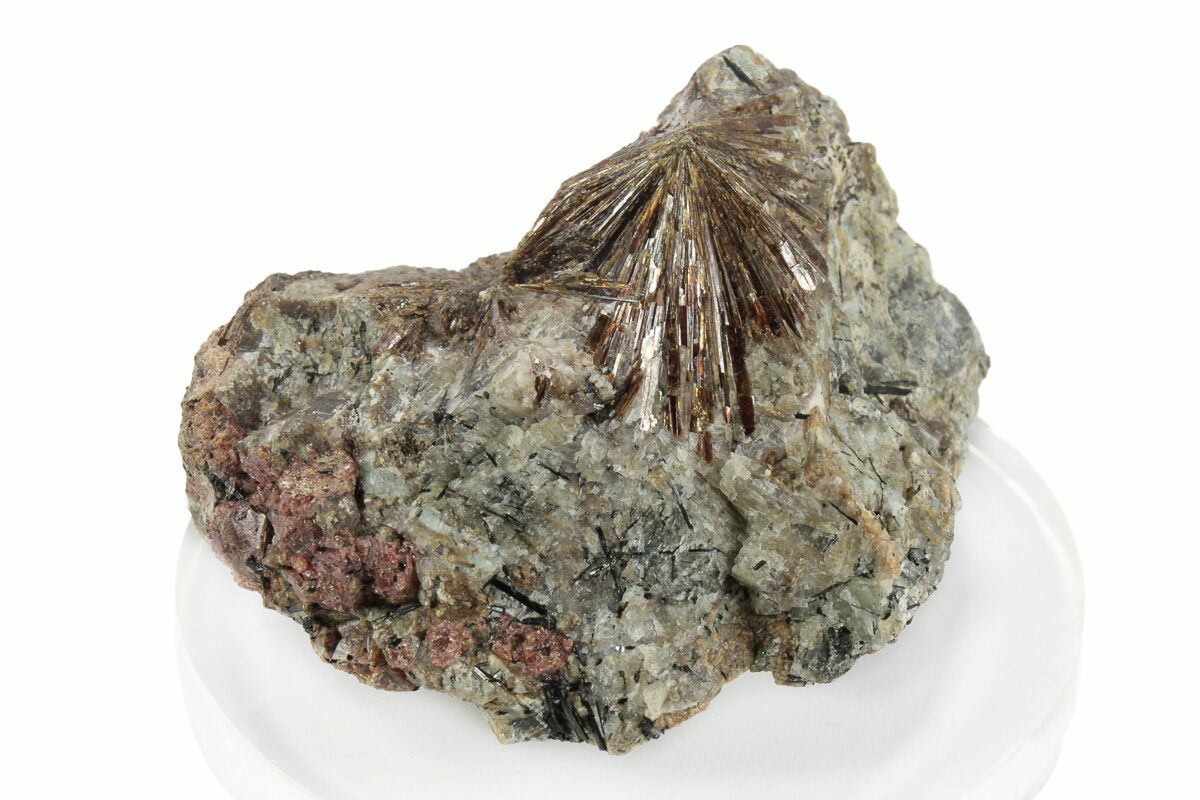 1.75" Lamprophyllite Crystal Aggregations in Matrix - Russia (#247194 ...