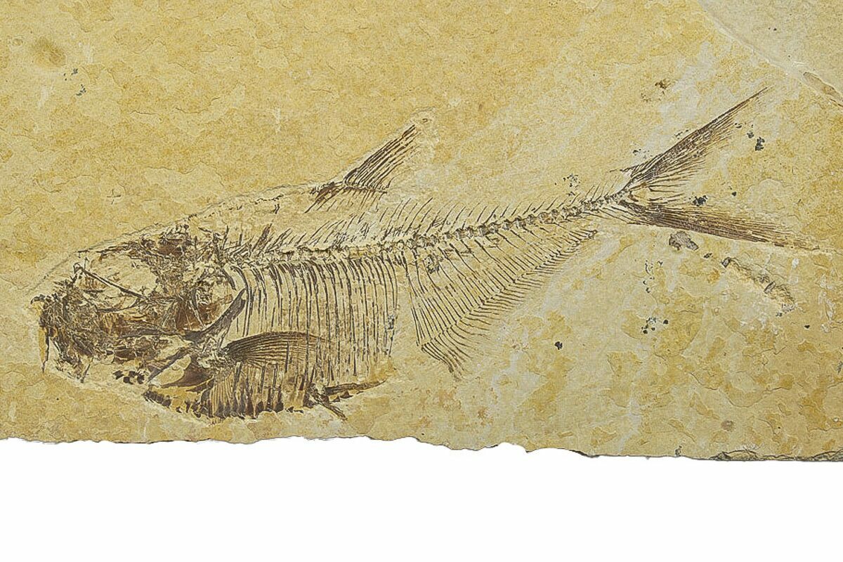 Bargain, 4.8" Fossil Fish (Diplomystus) - Wyoming (#244285) For Sale ...