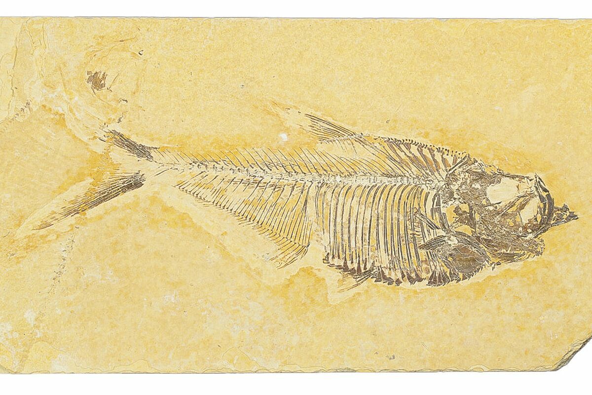 5.6" Detailed Fossil Fish (Diplomystus) - Wyoming (#244286) For Sale ...