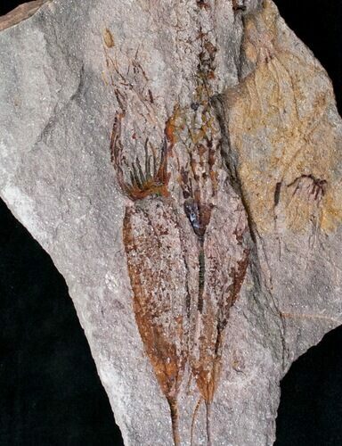 Large 6" Eocrinoids (Ascocystites) - Ordovician (#14701) For Sale ...