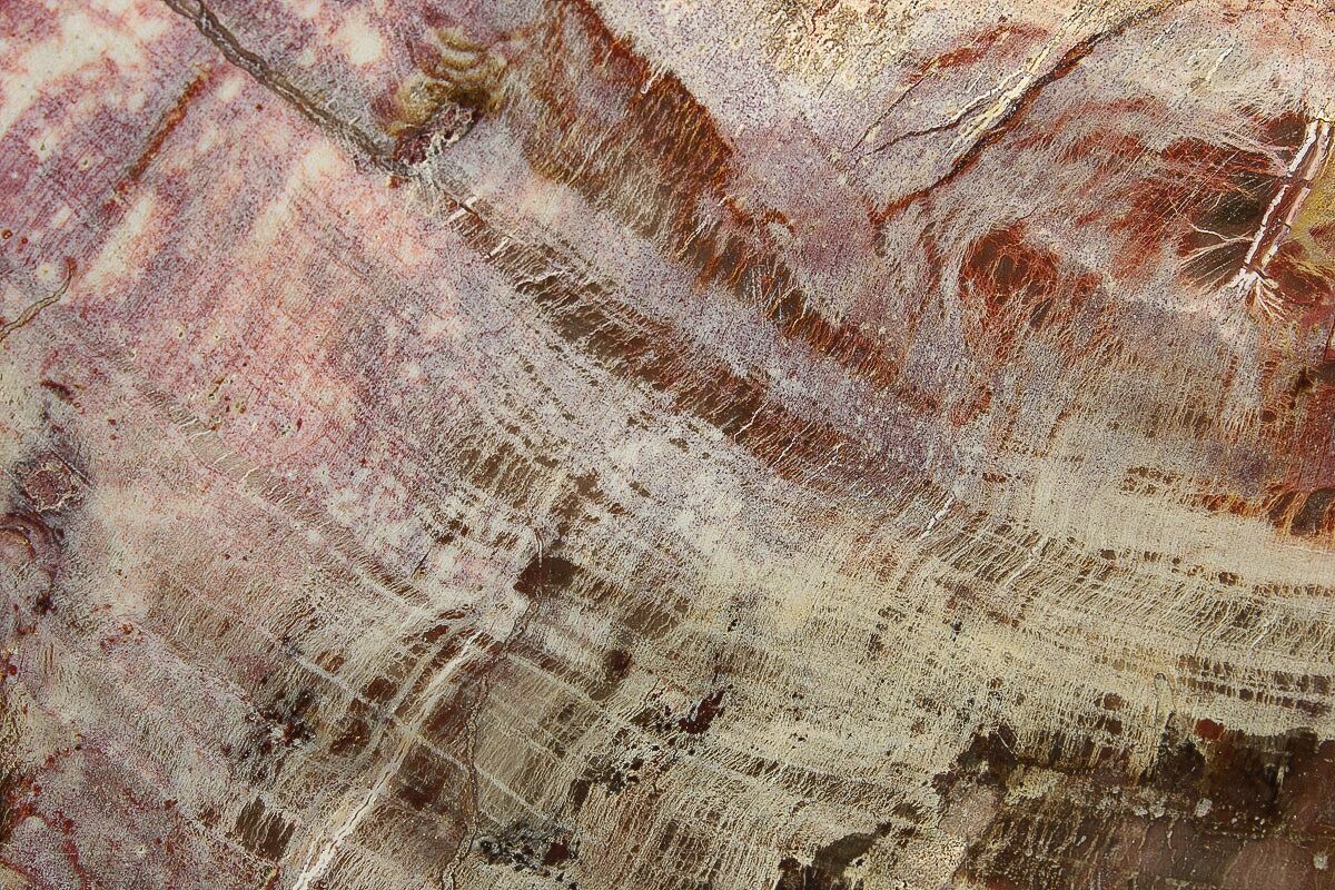 6.3" Colorful, Petrified Wood (Araucaria) Slab - Madagascar (#247303 ...