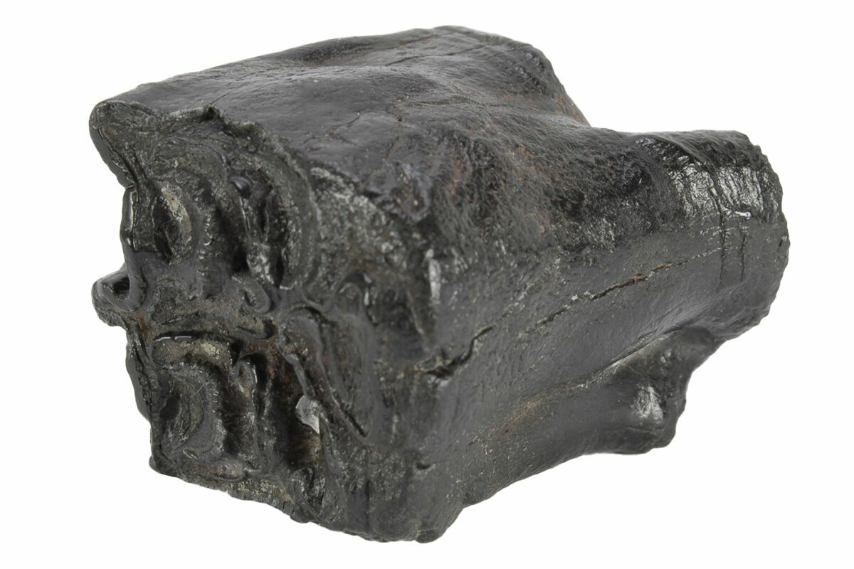 1.5" Pleistocene Aged Fossil Horse Tooth - South Carolina (#247884) For ...