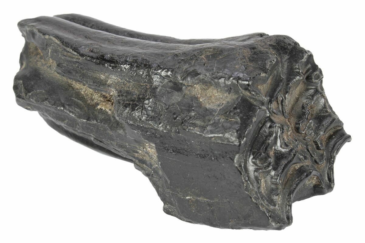 2.7" Pleistocene Aged Fossil Horse Tooth - South Carolina (#247905) For ...