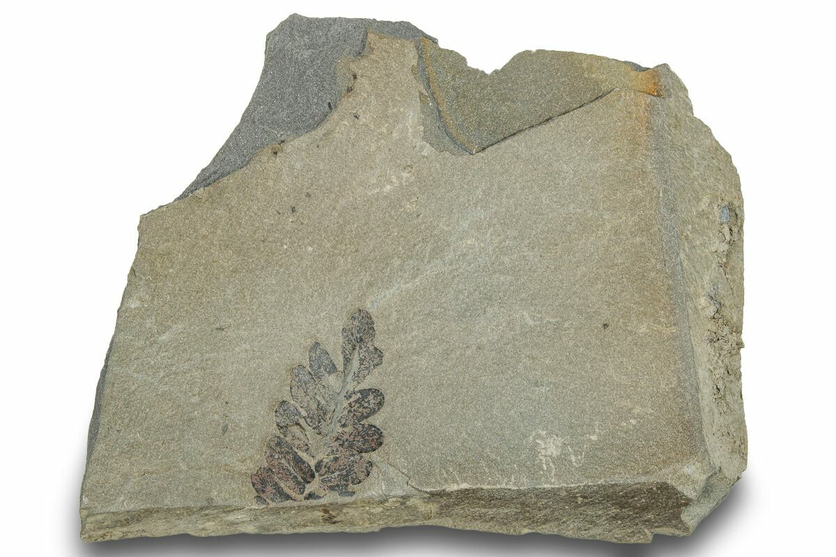 4.4" Pennsylvanian Fossil Fern (Neuropteris) Plate - Kentucky (#248101 ...