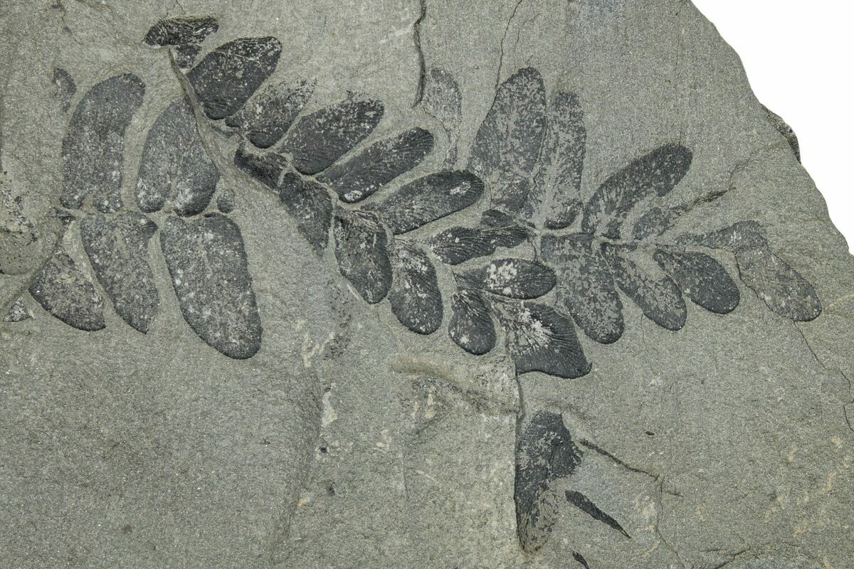 4.7" Pennsylvanian Fossil Fern (Neuropteris) Plate - Kentucky (#248105 ...