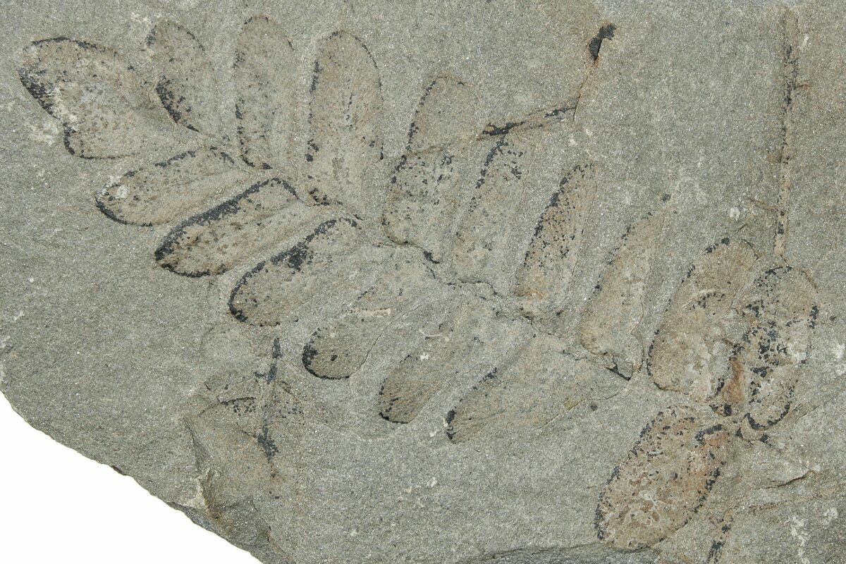 5.2" Pennsylvanian Fossil Fern (Neuropteris) Plate - Kentucky (#248114 ...