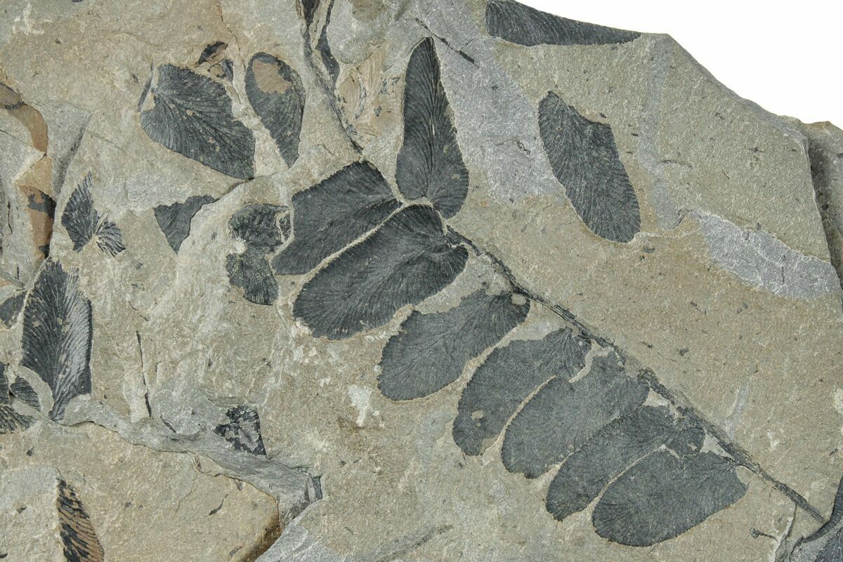 3.5" Pennsylvanian Fossil Fern (Neuropteris) Plate - Kentucky (#248119 ...