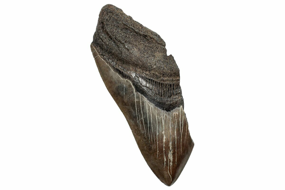4.51" Partial Megalodon Tooth - Serrated Blade (#248430) For Sale ...