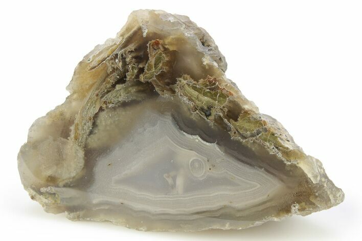 3.05" Waterline Agate Limb Cast - Tom Miner Basin, Montana (#248702 ...