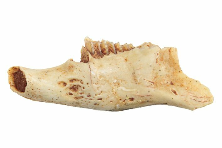 .88" Miocene Fossil Pika (Prolagus) Jaw - France (#248682) For Sale ...
