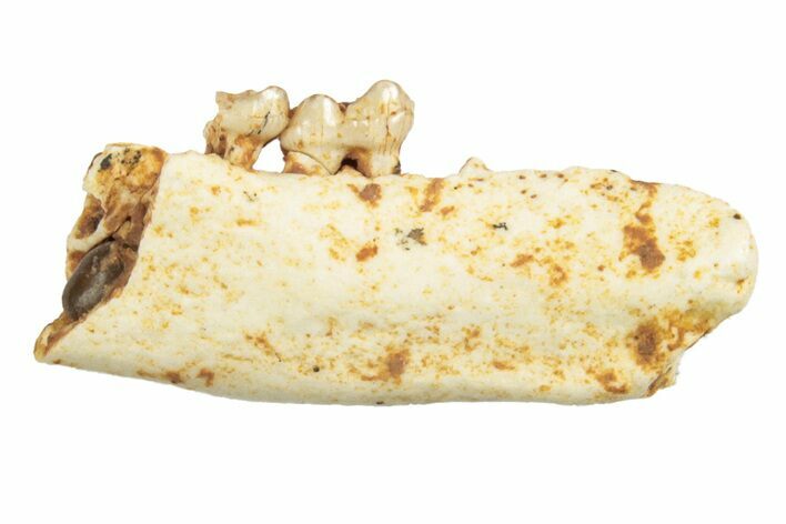 .50" Eocene Fossil Primate (Necrolemur) Jaw Section - France (#248689 ...