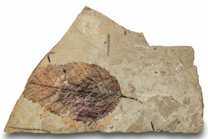 4.6" Fossil Plant (Betula) Plate - McAbee, BC (#248977) For Sale ...