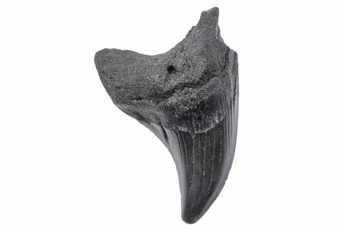 Rare, 2.06" Fossil Shark (Parotodus) Tooth - South Carolina (#248835 ...