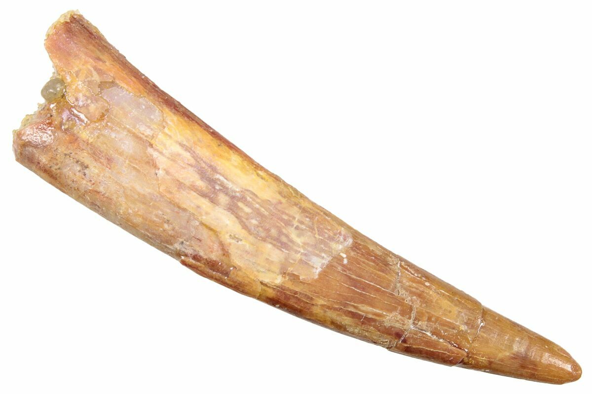 1.62" Fossil Pterosaur (Siroccopteryx) Tooth - Morocco (#248961) For ...