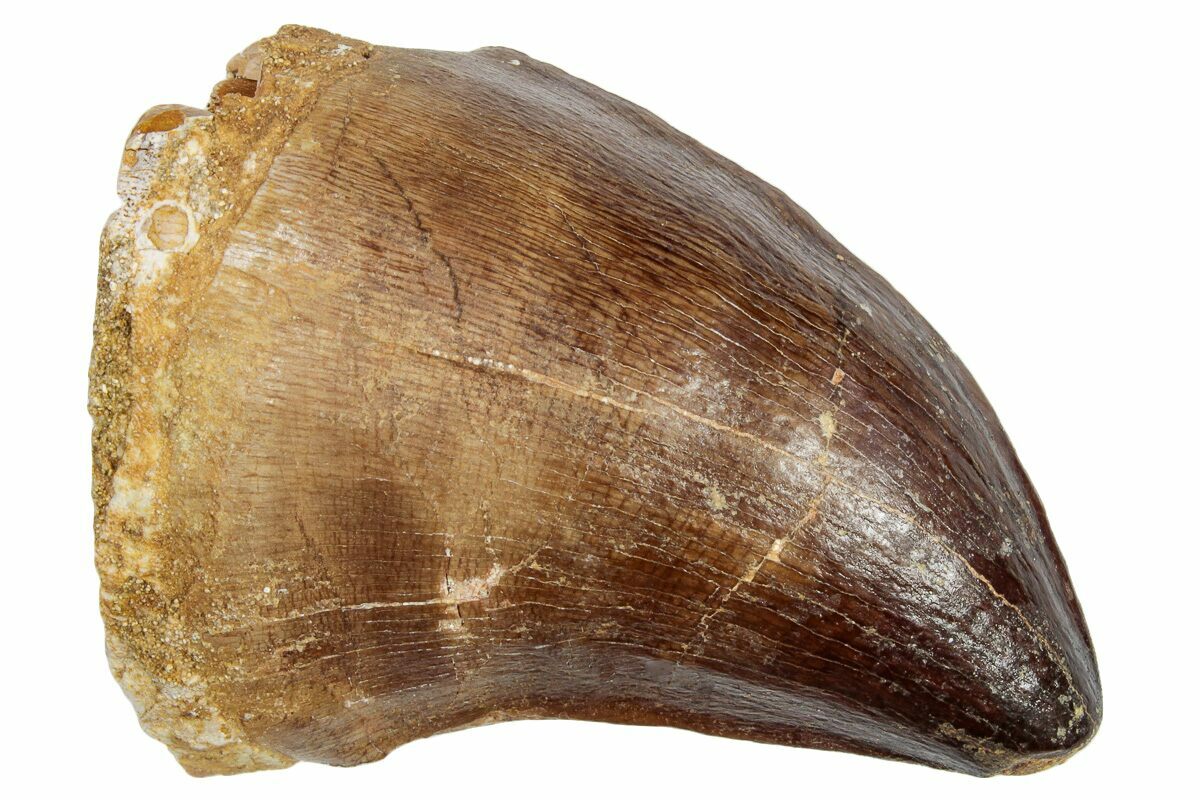 1.87" Fossil Mosasaur (Prognathodon) Tooth - Morocco (#249661) For Sale ...