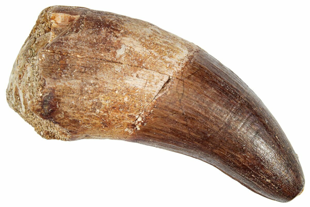 3.1" Partially Rooted Fossil Crocodylomorph Tooth - Morocco (#249695 ...