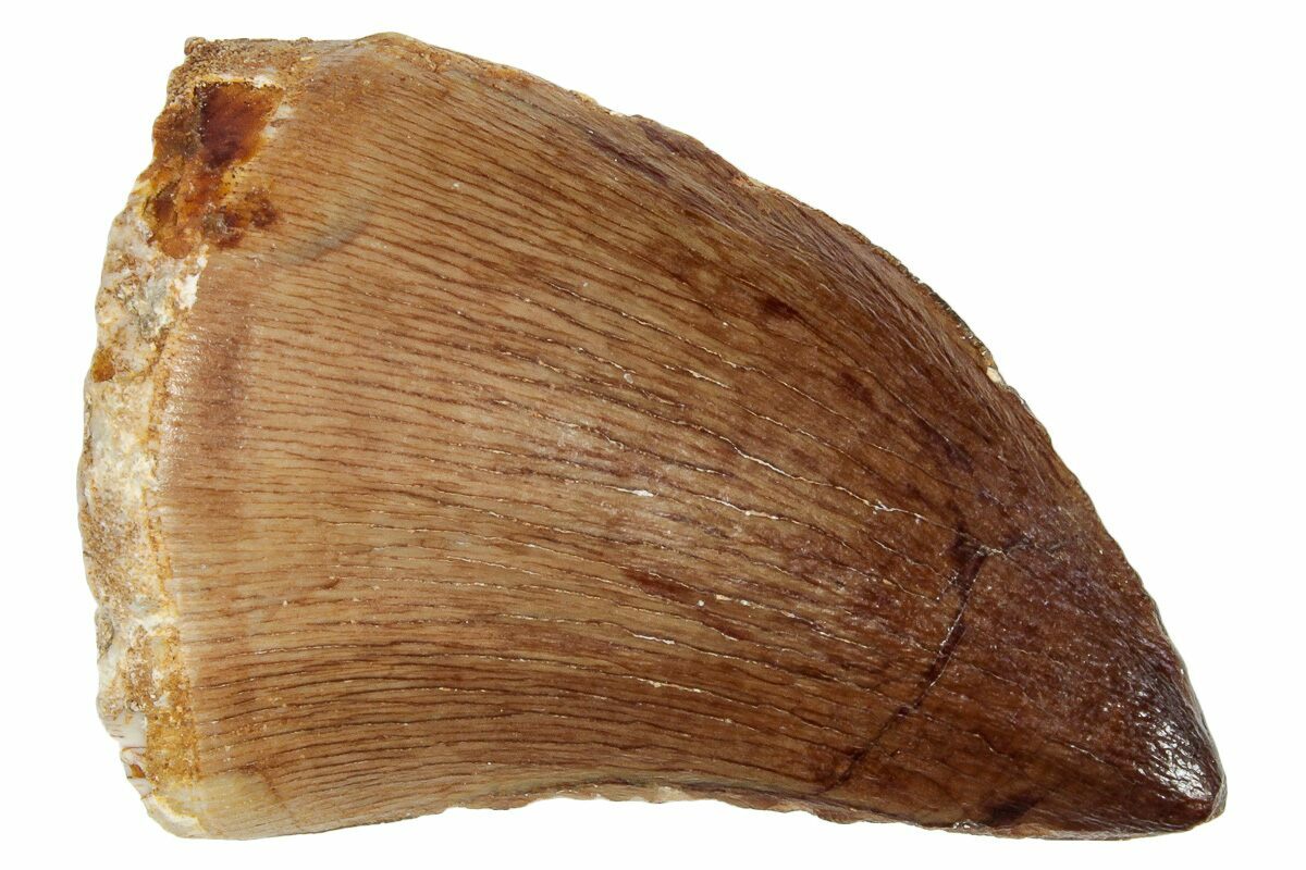 1.59" Fossil Mosasaur (Prognathodon) Tooth - Morocco (#249706) For Sale ...