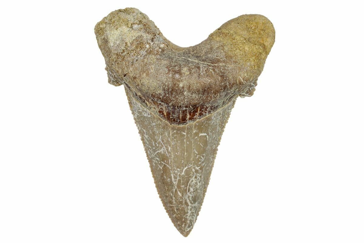 2.25" Serrated Sokolovi (Auriculatus) Shark Tooth - Dakhla, Morocco ...