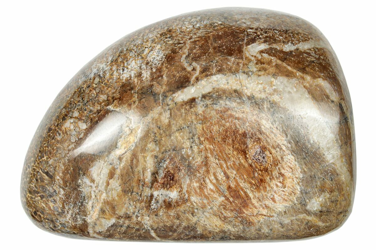 2.3" Polished Dinosaur Bone (Gembone) - Morocco (#250081) For Sale ...