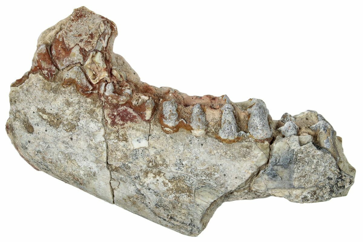 3.1" Oreodont (Merycoidodon) Jaw Section - South Dakota (#250120) For ...