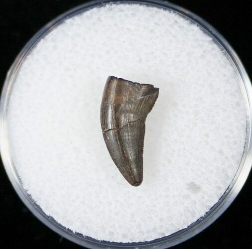 .45" Raptor (Dromaeosaur) Tooth - Judith River (#14793) For Sale ...