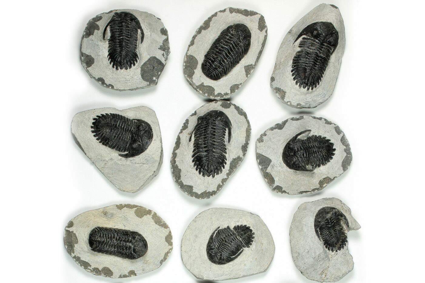 Clearance Lot - Bargain Trilobite Fossils From Morocco - 20 Pieces ...