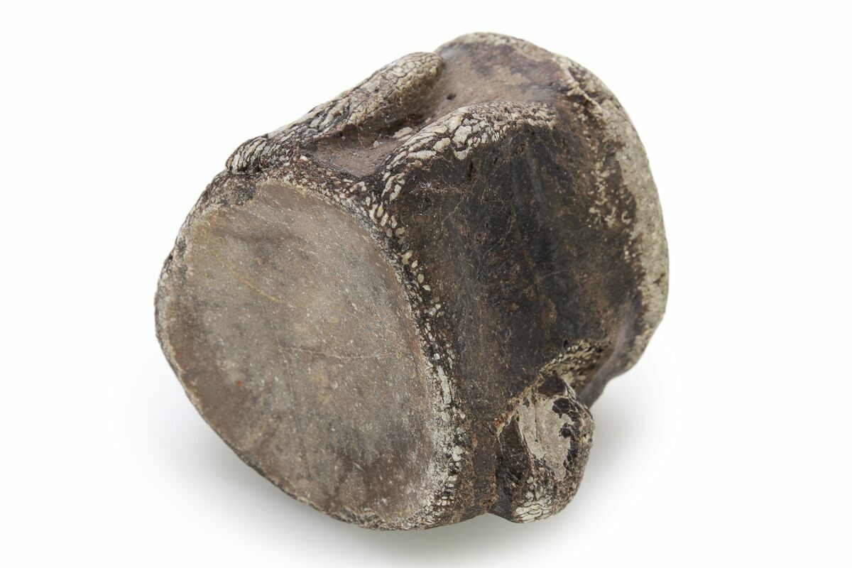 1.9" Fossil Mosasaur (Clidastes) Vertebra - Texas (#251252) For Sale ...