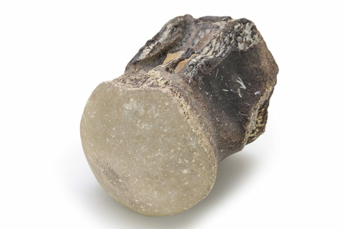 1.95" Fossil Mosasaur (Clidastes) Vertebra - Texas (#251253) For Sale ...