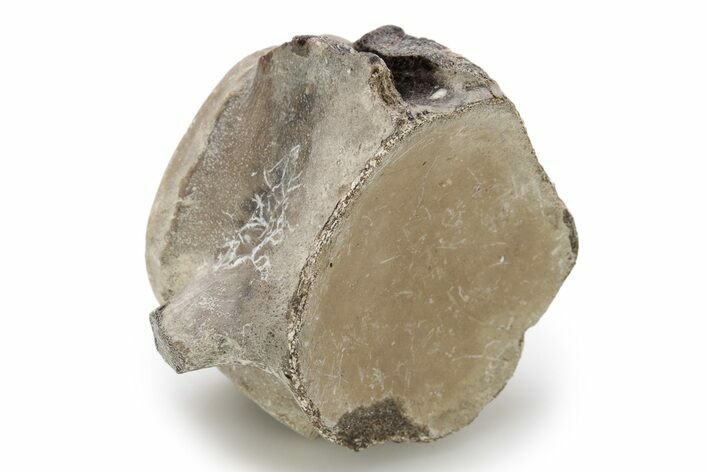 2.2" Fossil Mosasaur (Clidastes) Vertebra - Texas (#251256) For Sale ...