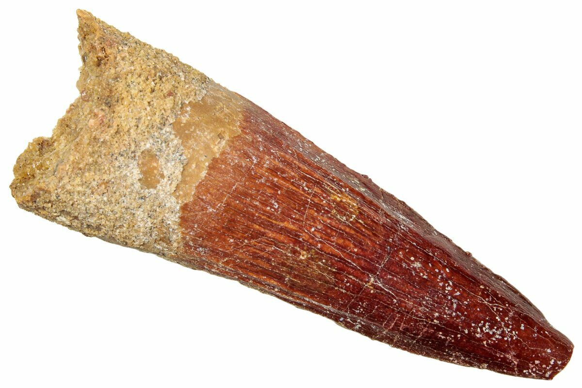 2.12" Fossil Spinosaurus Tooth - Real Dinosaur Tooth (#249494) For Sale ...