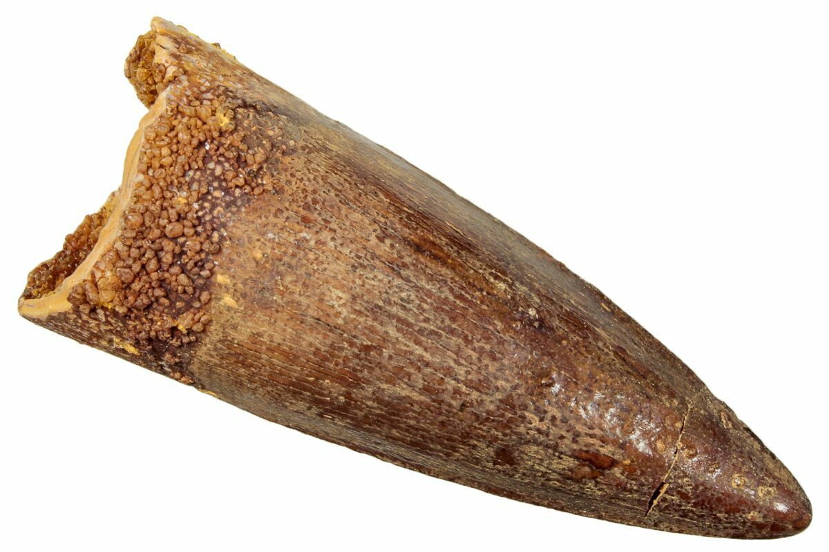 1.81" Fossil Spinosaurus Tooth - Real Dinosaur Tooth (#249506) For Sale ...