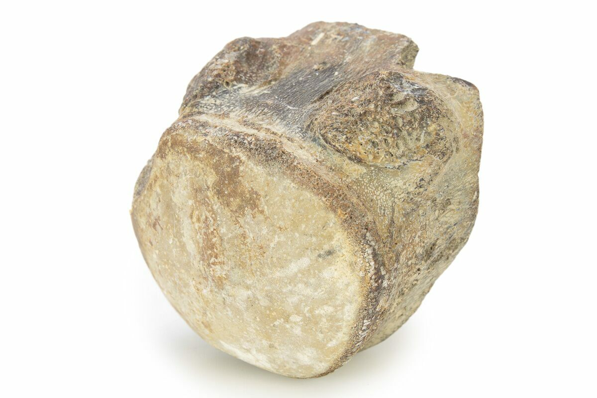 1.7" Fossil Mosasaur (Clidastes) Vertebra - Texas (#251251) For Sale ...