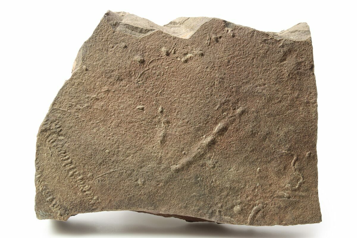 2.8" Cruziana (Fossil Trilobite Trackway) - Morocco (#251779) For Sale - FossilEra.com