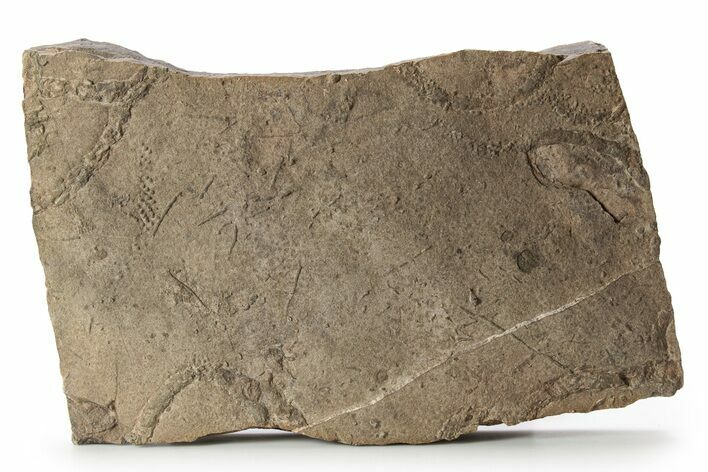 10.4" Cruziana (Fossil Arthropod Trackway) Plate - Morocco (#251782 ...