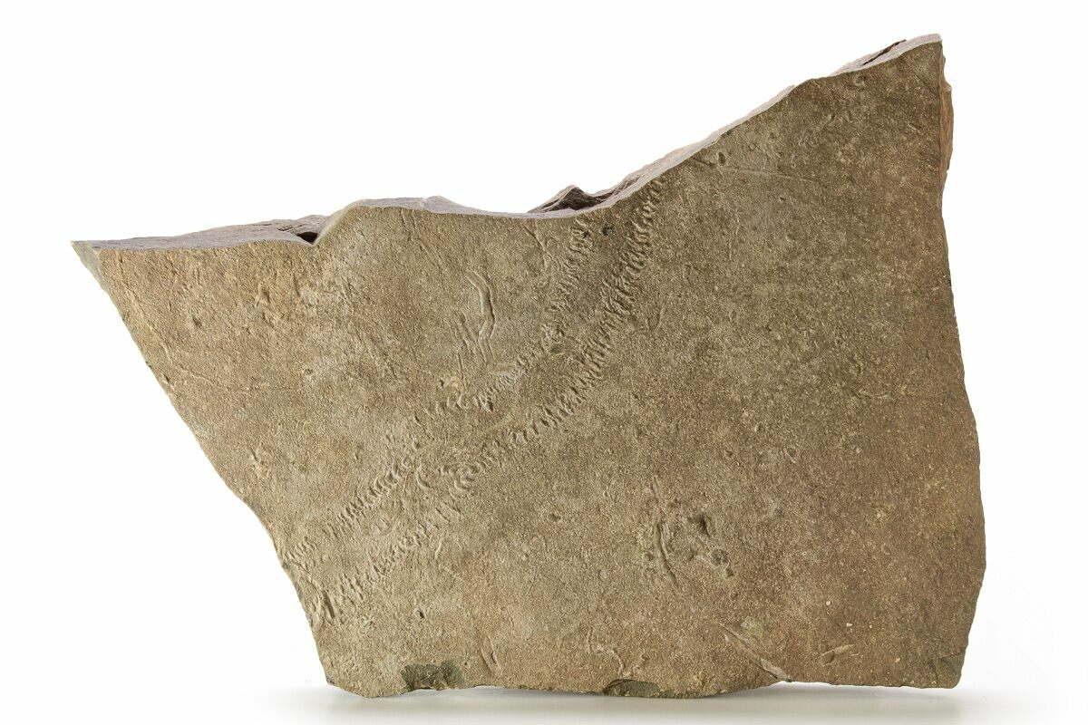 8.7" Cruziana (Fossil Trilobite Trackway) - Morocco (#251787) For Sale - FossilEra.com