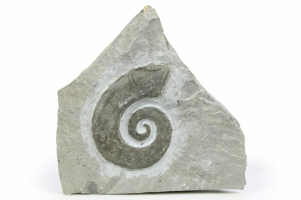2.65" Cretaceous Ammonite (Crioceratites) Fossil - France (#251709) For ...
