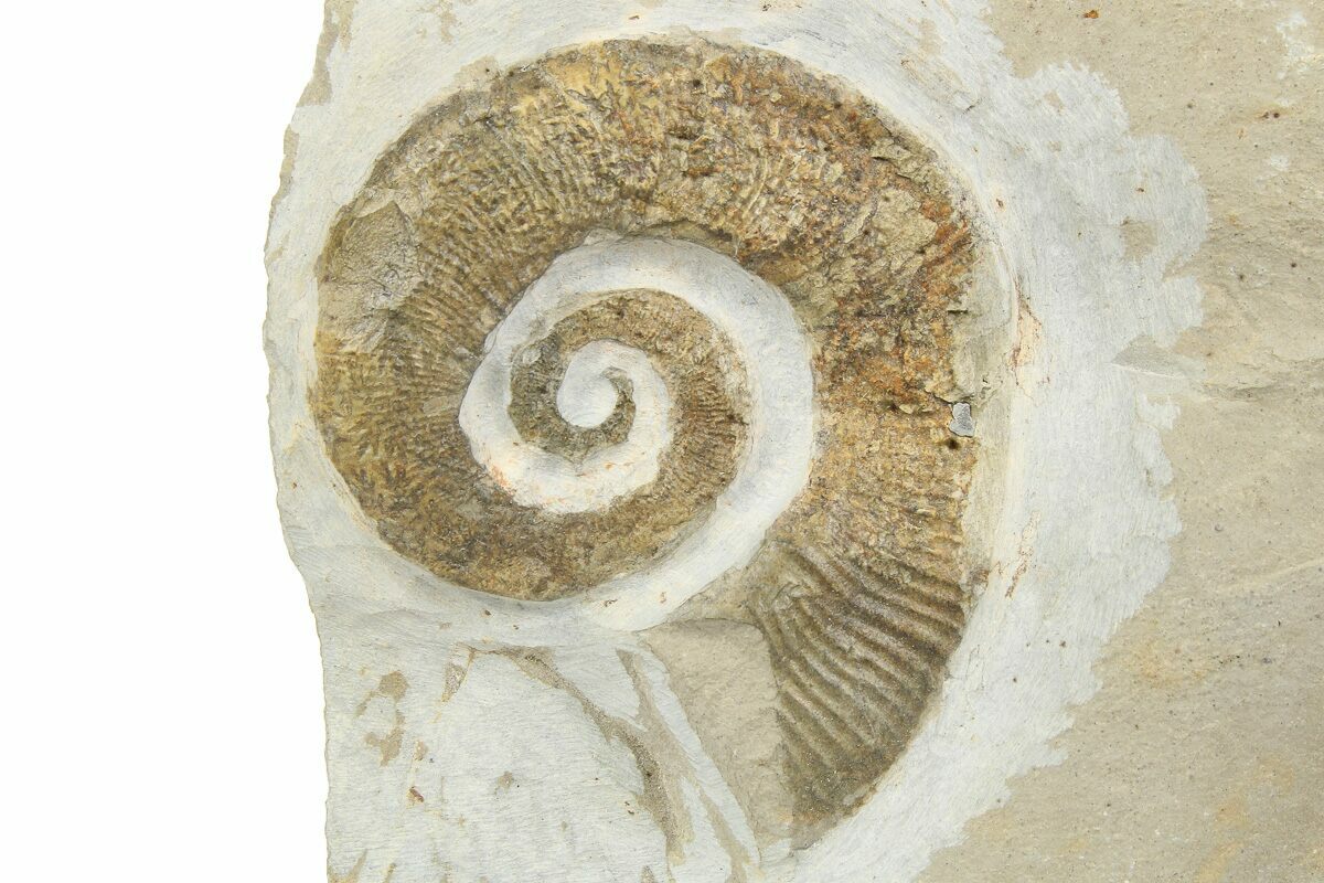 2" Cretaceous Ammonite (Crioceratites) Fossil - France (#251710) For ...