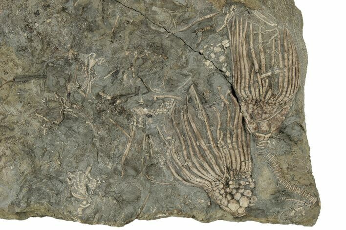 Two, Large, Crinoid (Cactocrinus) Fossils - Gilmore City, Iowa (#251791 ...