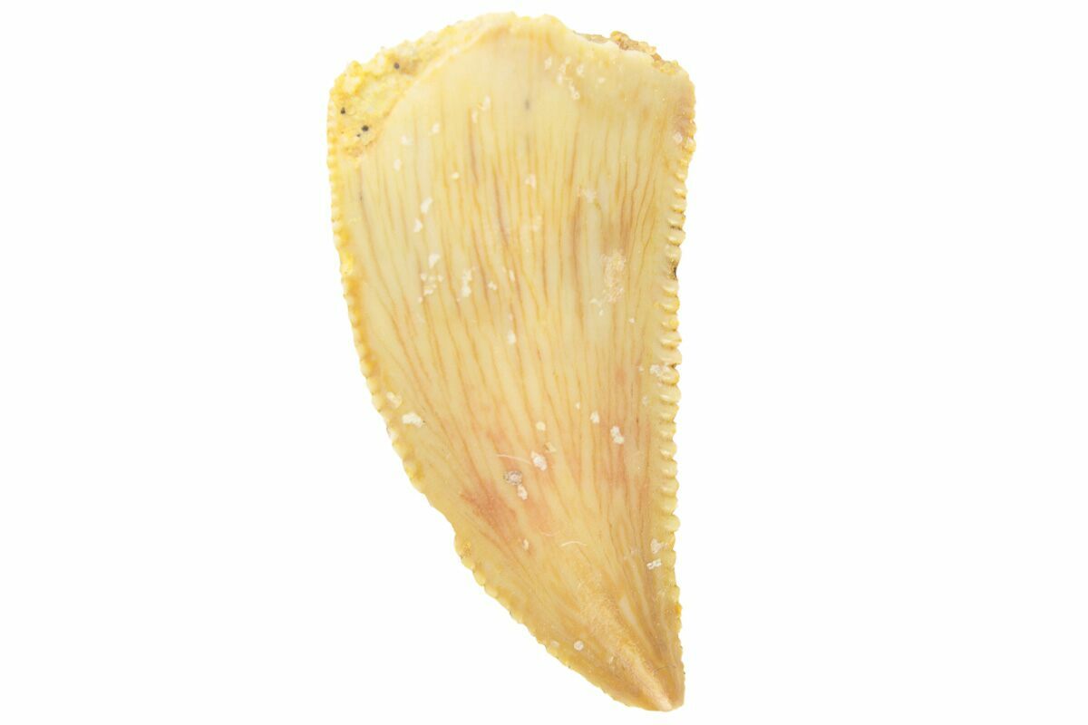 Serrated, .60" Raptor Tooth - Real Dinosaur Tooth (#251808) For Sale ...