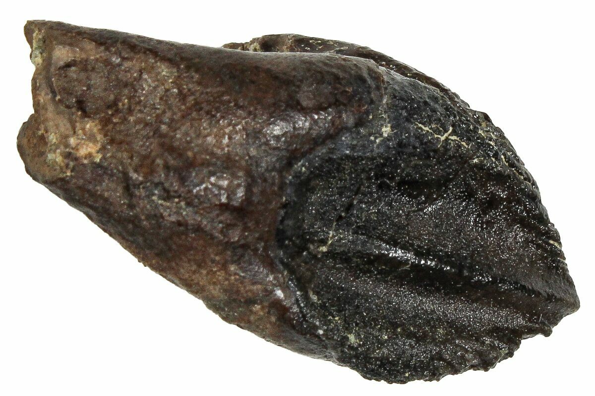 1" Rooted Triceratops Tooth - Montana (#251927) For Sale - FossilEra.com