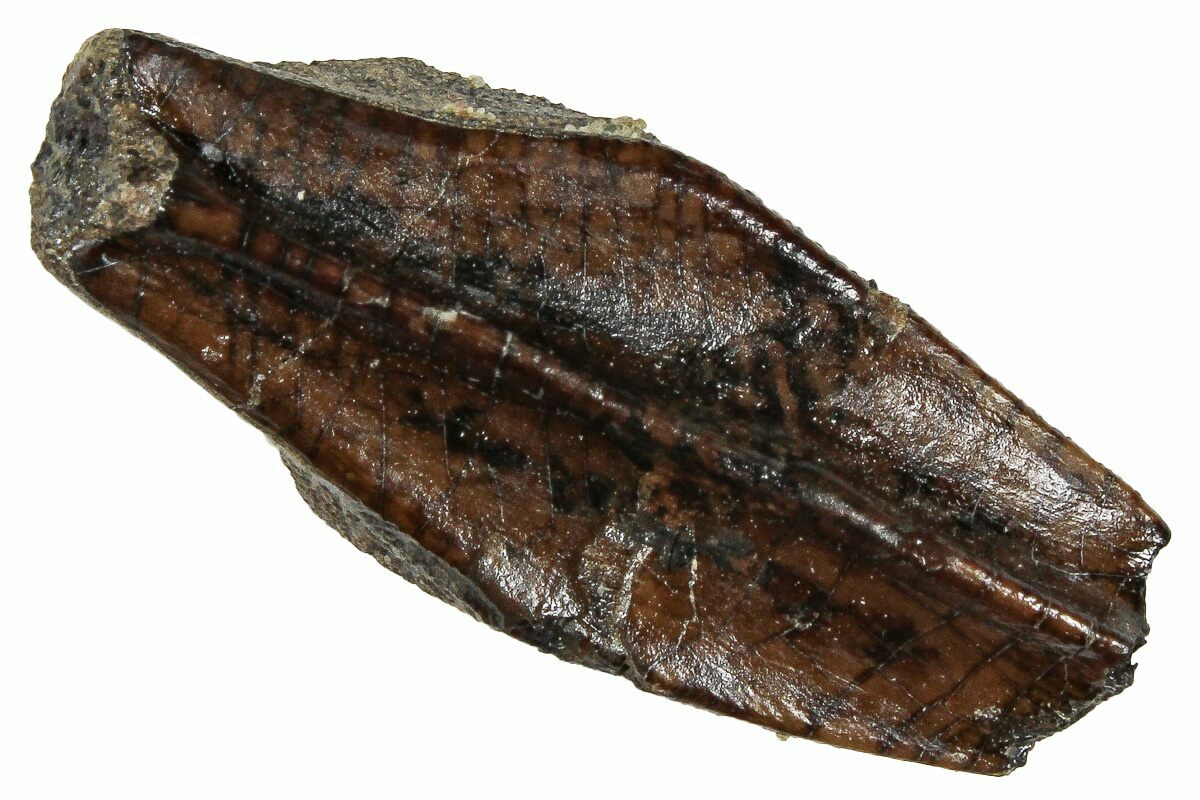 1.01" Fossil Hadrosaur (Edmontosaurus) Tooth - Montana (#251933) For ...