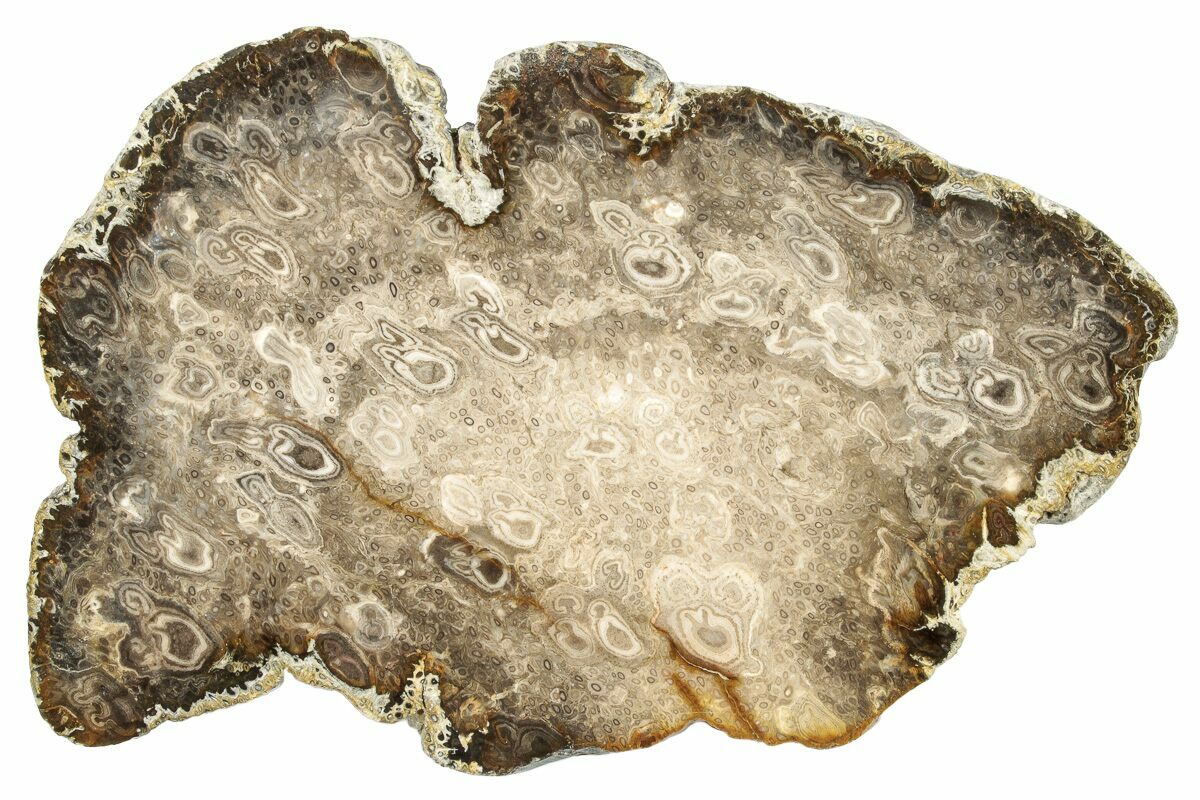 3.6" Cretaceous Petrified Tree Fern (Tempskya) Slab - North Carolina ...
