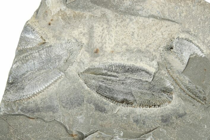 5.6" Plate of Ordovician Graptolite (Phyllograptus) Fossils - Utah ...