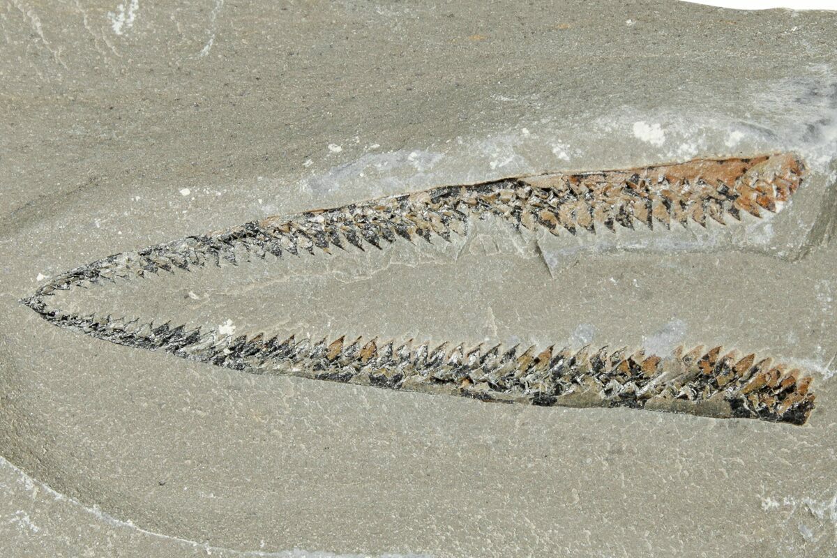 1.25" Ordovician Graptolite (Didymograptus) - Fillmore Formation, Utah ...