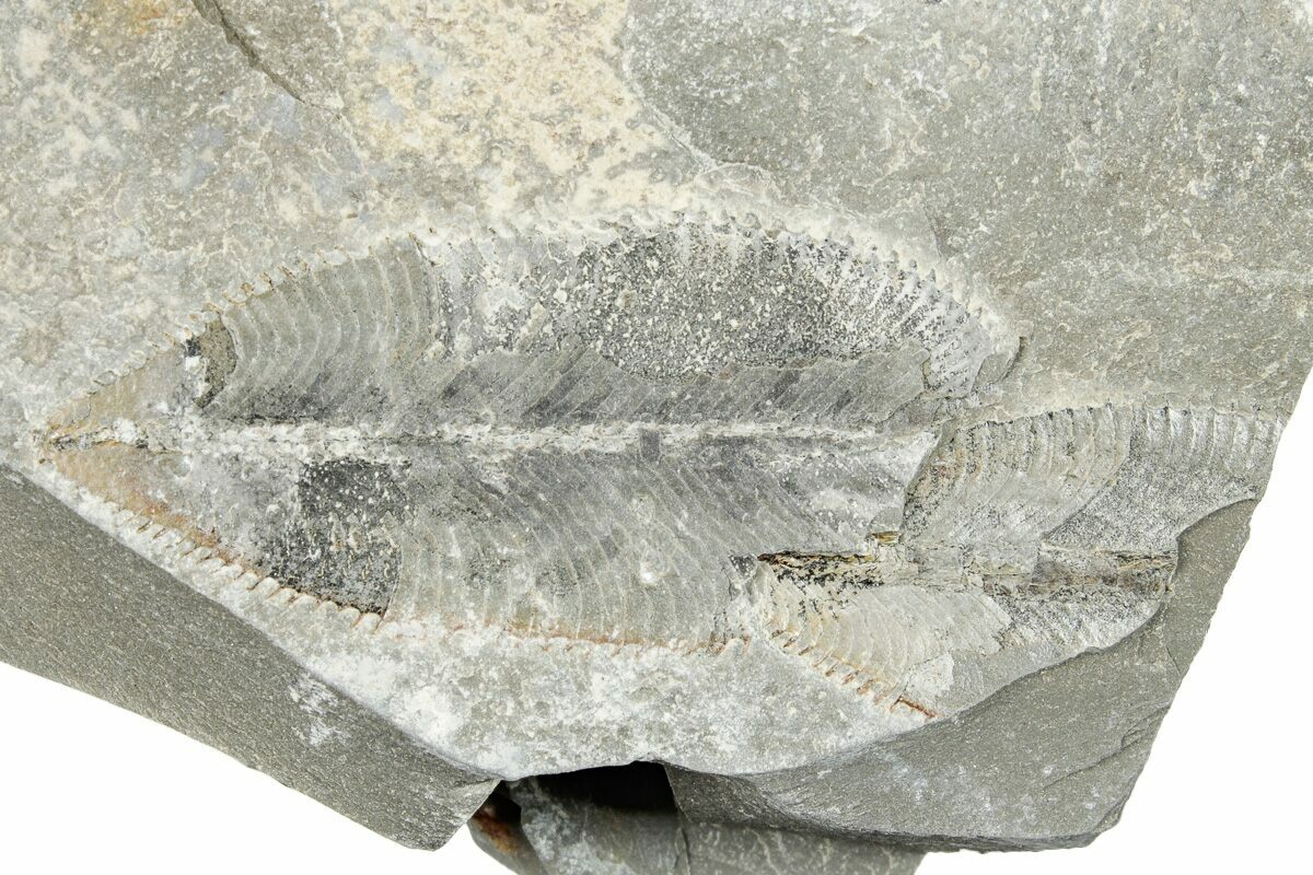 1.4" Ordovician Graptolite (Phyllograptus) - Fillmore Formation, Utah ...